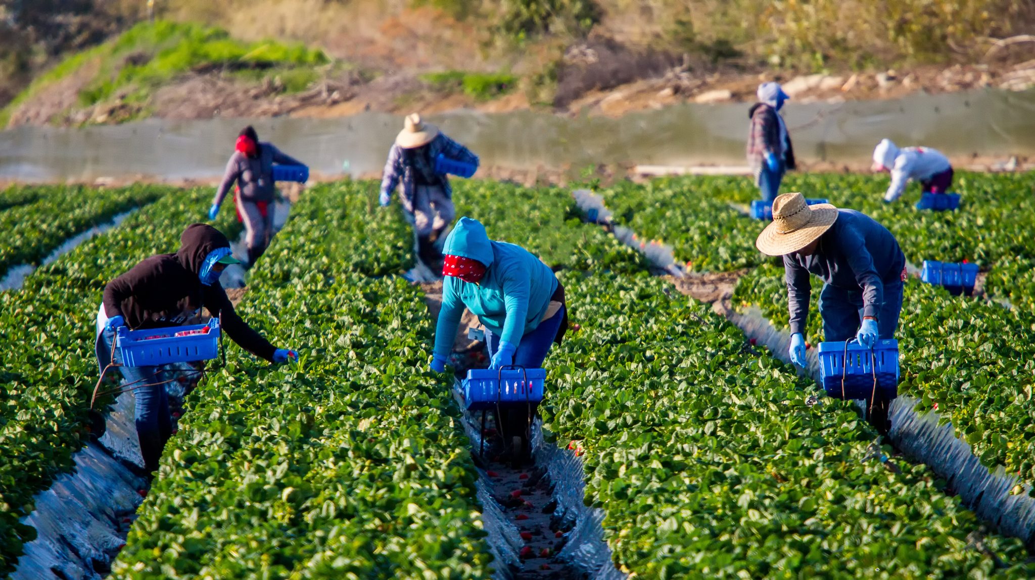 Exploitation on Greek farms: Council of Europe closes 2013 case with no ...